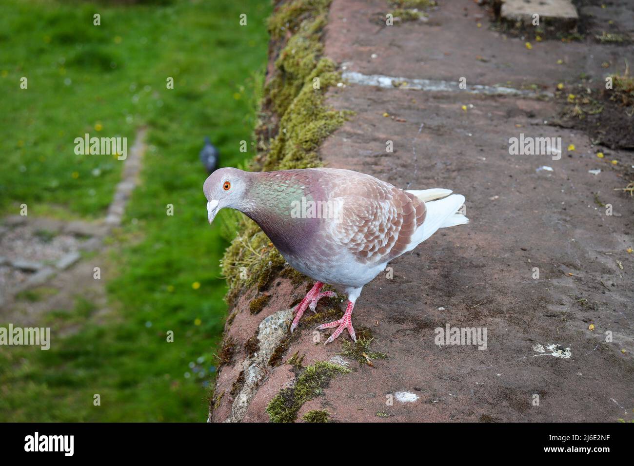 Roman pigeon hi-res stock photography and images - Alamy