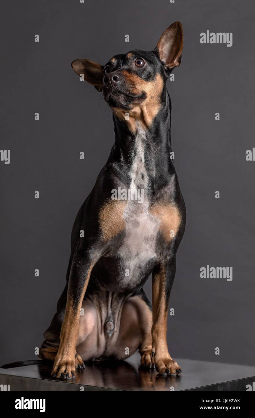 Studio photography of a beautiful Pincher breed dog Stock Photo - Alamy