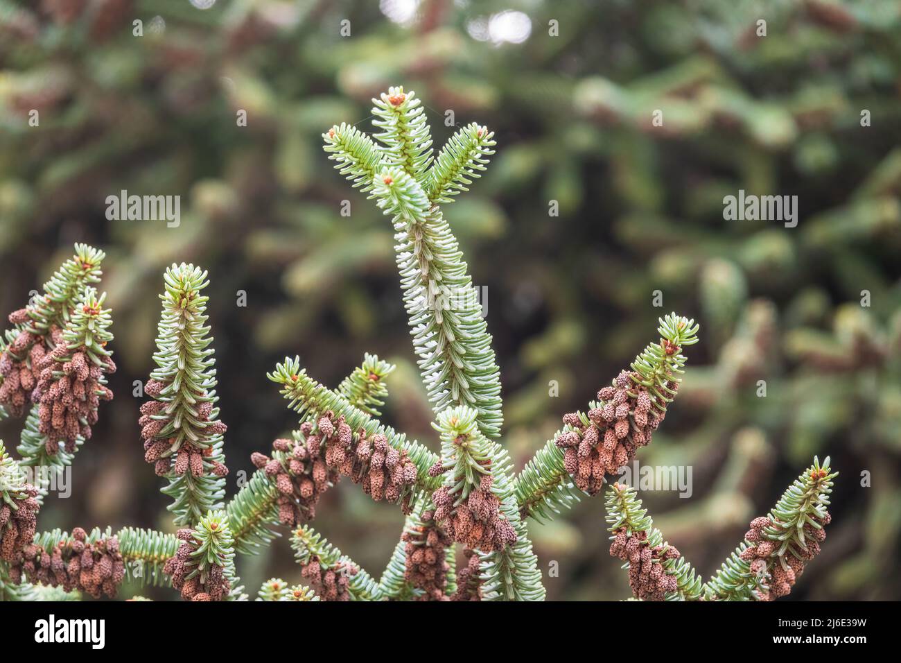 Noble or Red Fir Tree, or Christmas tree Abies procera, with needles ...