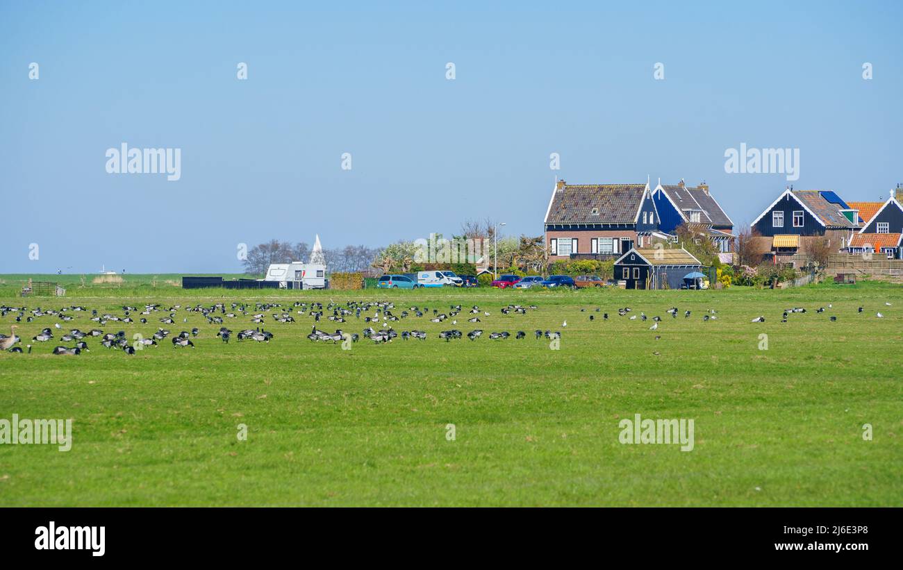 Buildings and farm scenery in the fishing village Marken, Netherlands ...