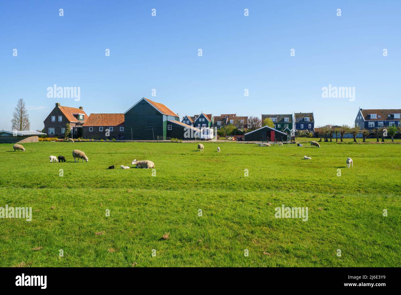 Buildings and farm scenery in the fishing village Marken, Netherlands ...