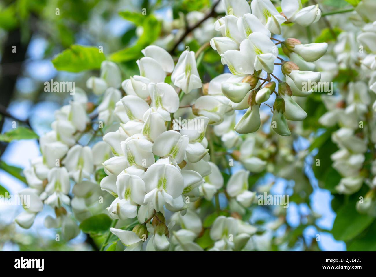 Fragrant white acacia flowers close-up. Flowering deciduous trees Stock ...