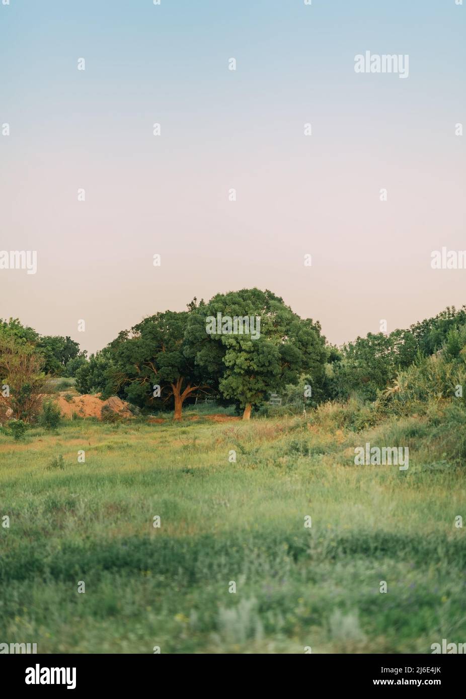 landscape photography, grass, steppe, trees at sunset Stock Photo - Alamy