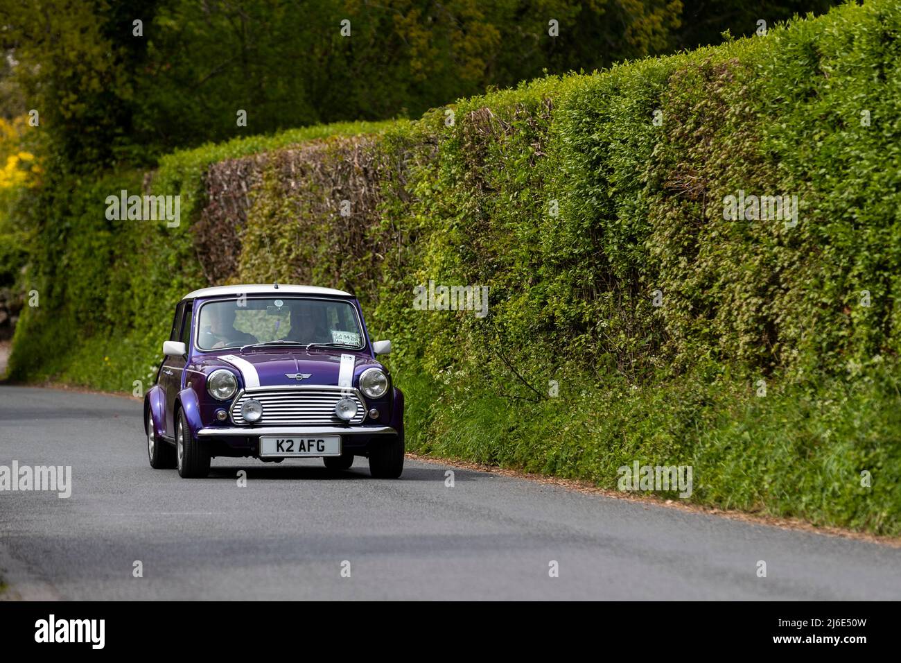 Purple Mini. Taking part in the classic cars springtime Rotary Club ...
