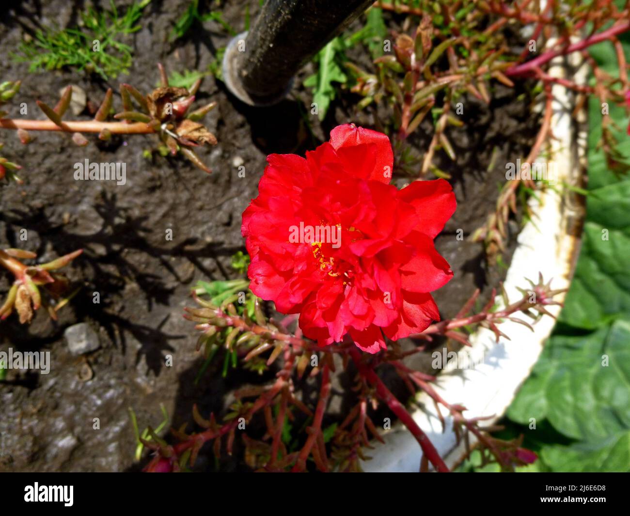 Purslane red white flowers blooms in the garden on a summer sunny day ...