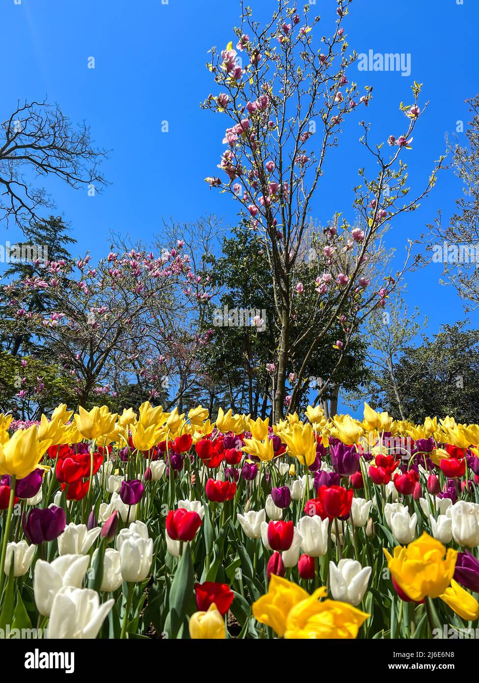 tulip flowers, natural background or surface with photo of beautiful ...