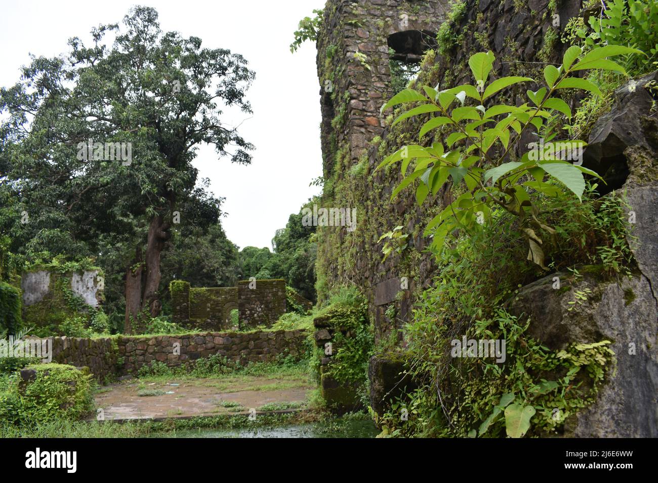 ruins of vasai fort, maharashtra, india Stock Photo - Alamy