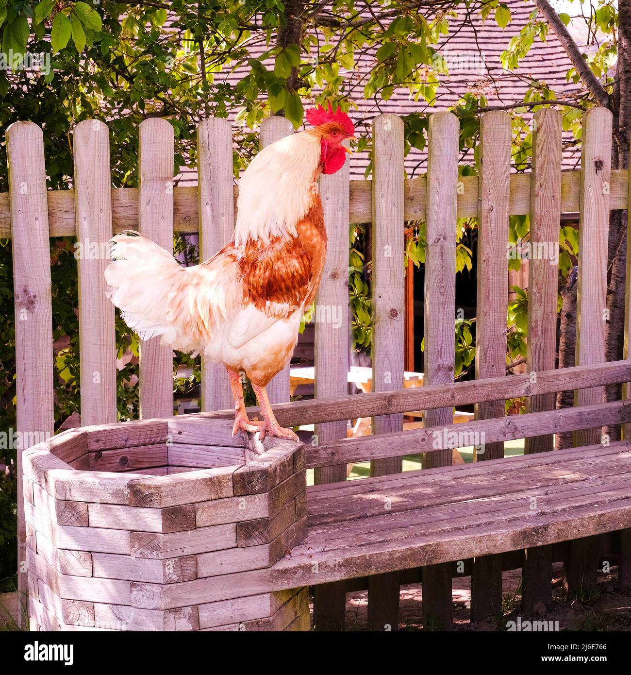 Cockerel does a morning crow on a farm in Sussex Stock Photo - Alamy