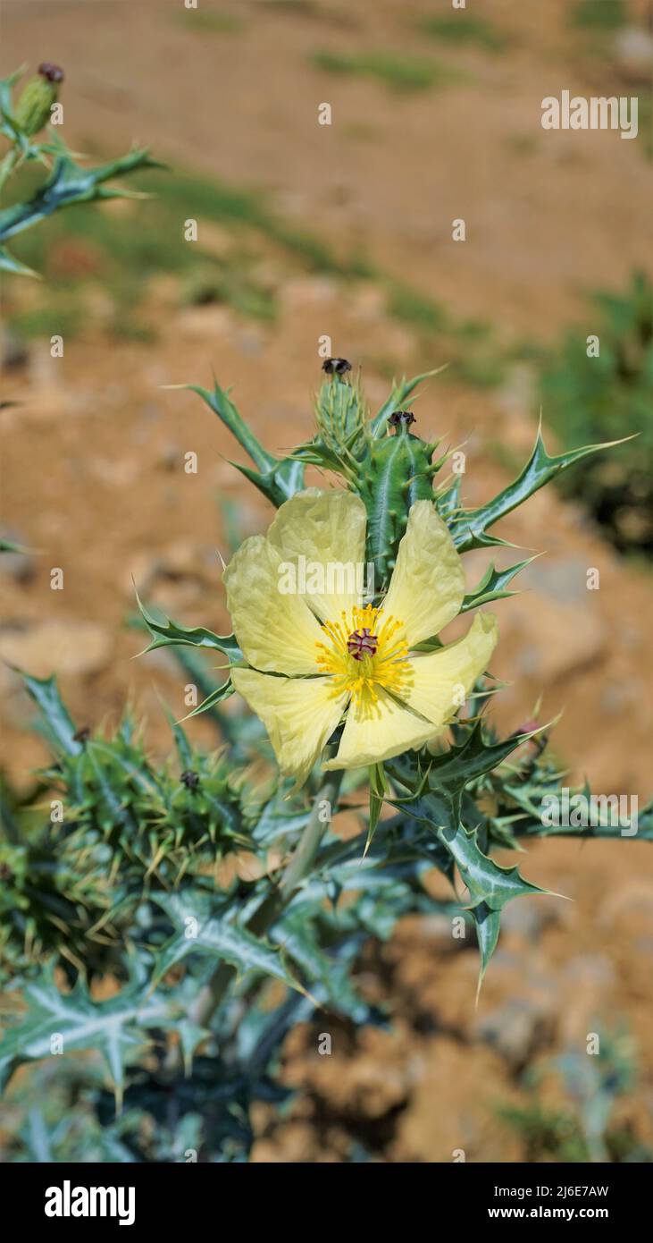 Fully blossomed flower of Argemone Mexicana flower, Bermuda thistle ...