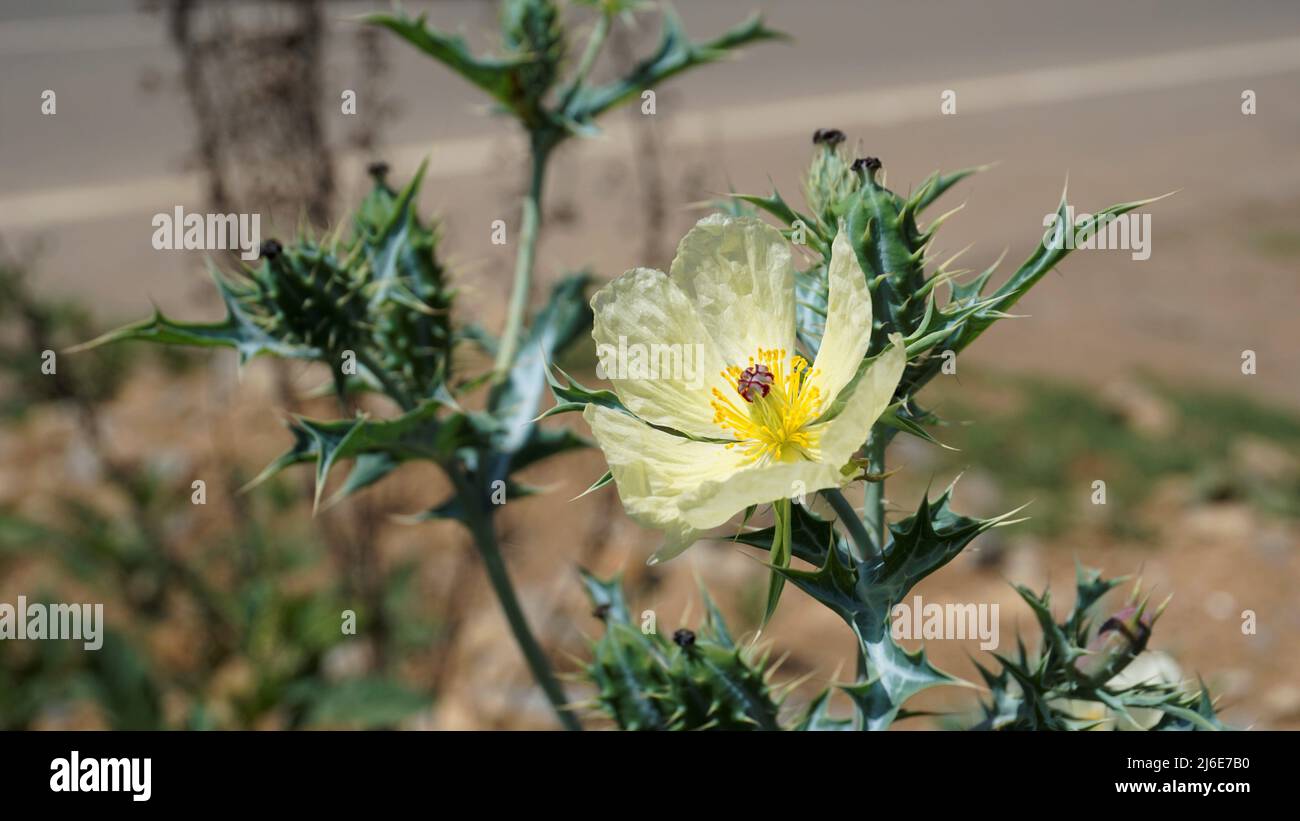 Fully blossomed flower of Argemone Mexicana flower, Bermuda thistle ...