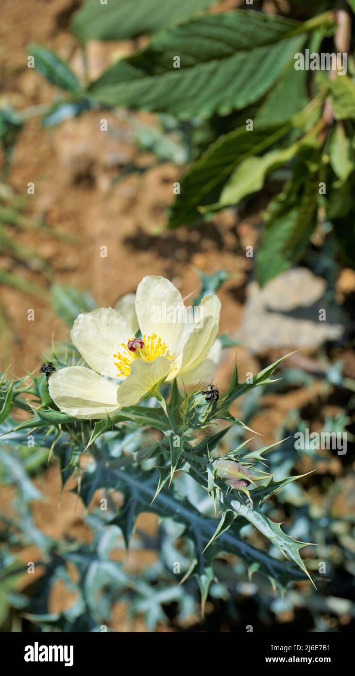 Fully blossomed flower of Argemone Mexicana flower, Bermuda thistle ...