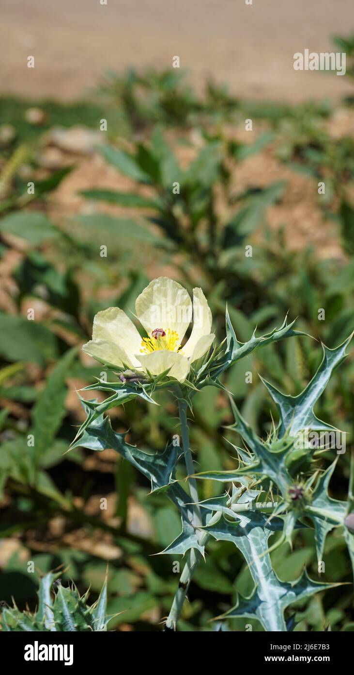 Fully blossomed flower of Argemone Mexicana flower, Bermuda thistle ...