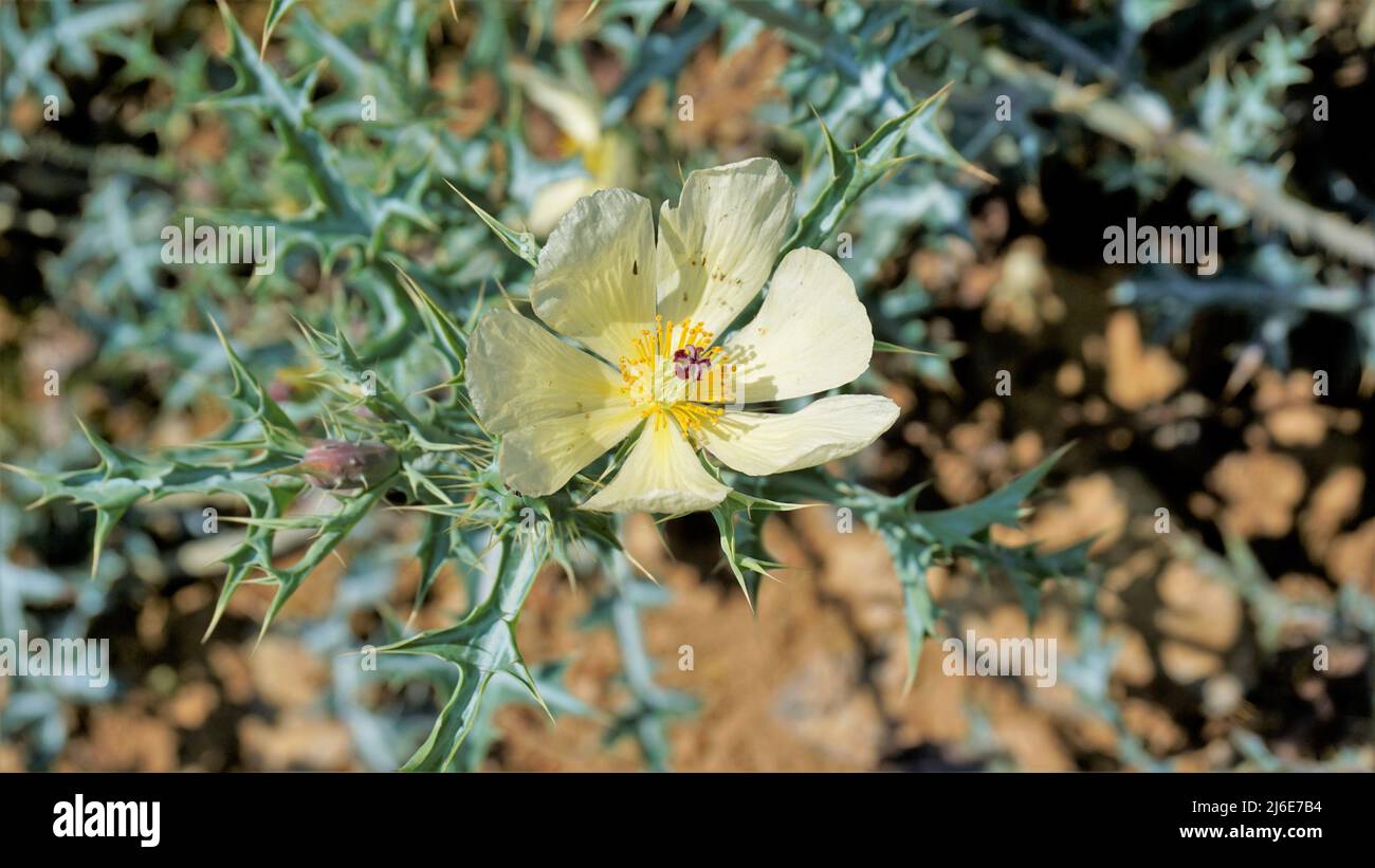 Fully blossomed flower of Argemone Mexicana flower, Bermuda thistle ...