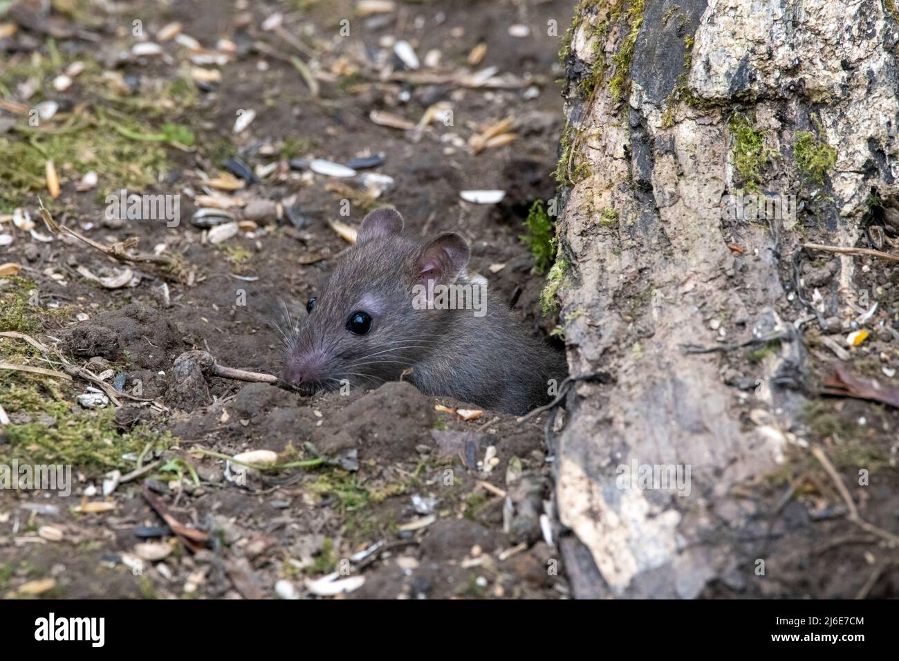 Wild rats hi-res stock photography and images - Alamy