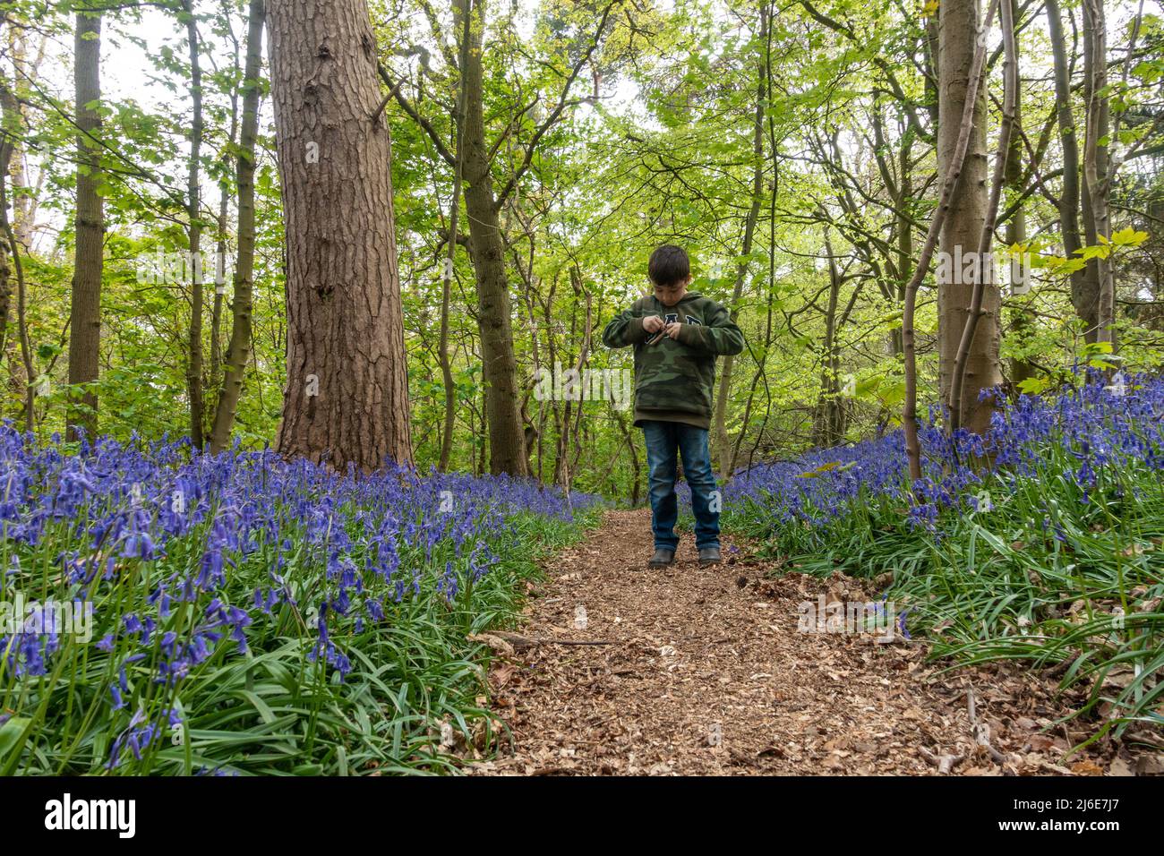 A boy plays with a twig while out for a walk in the bluebell woods near ...
