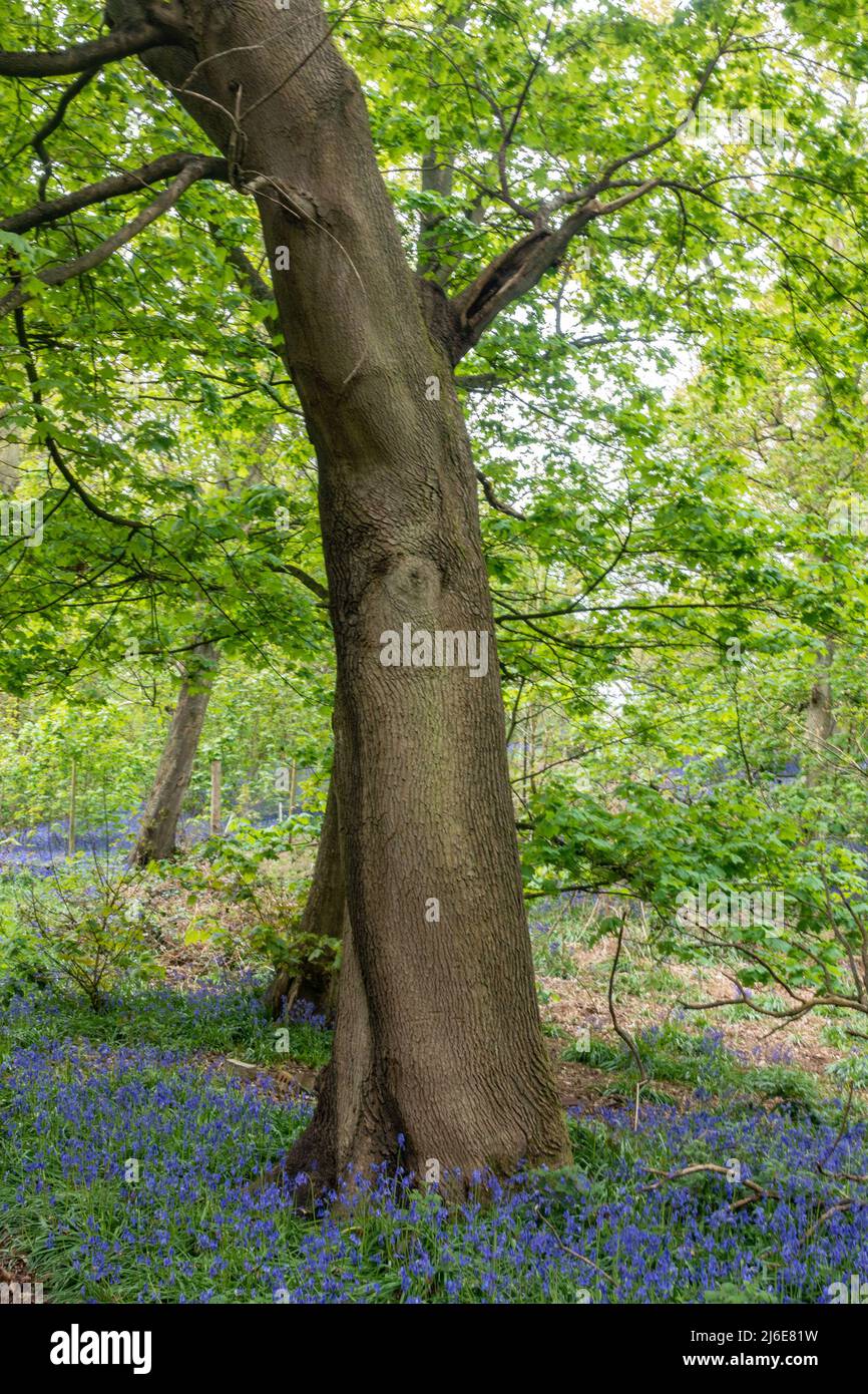 A tree surrounding by flowering bluebells in the bluebell woods near ...