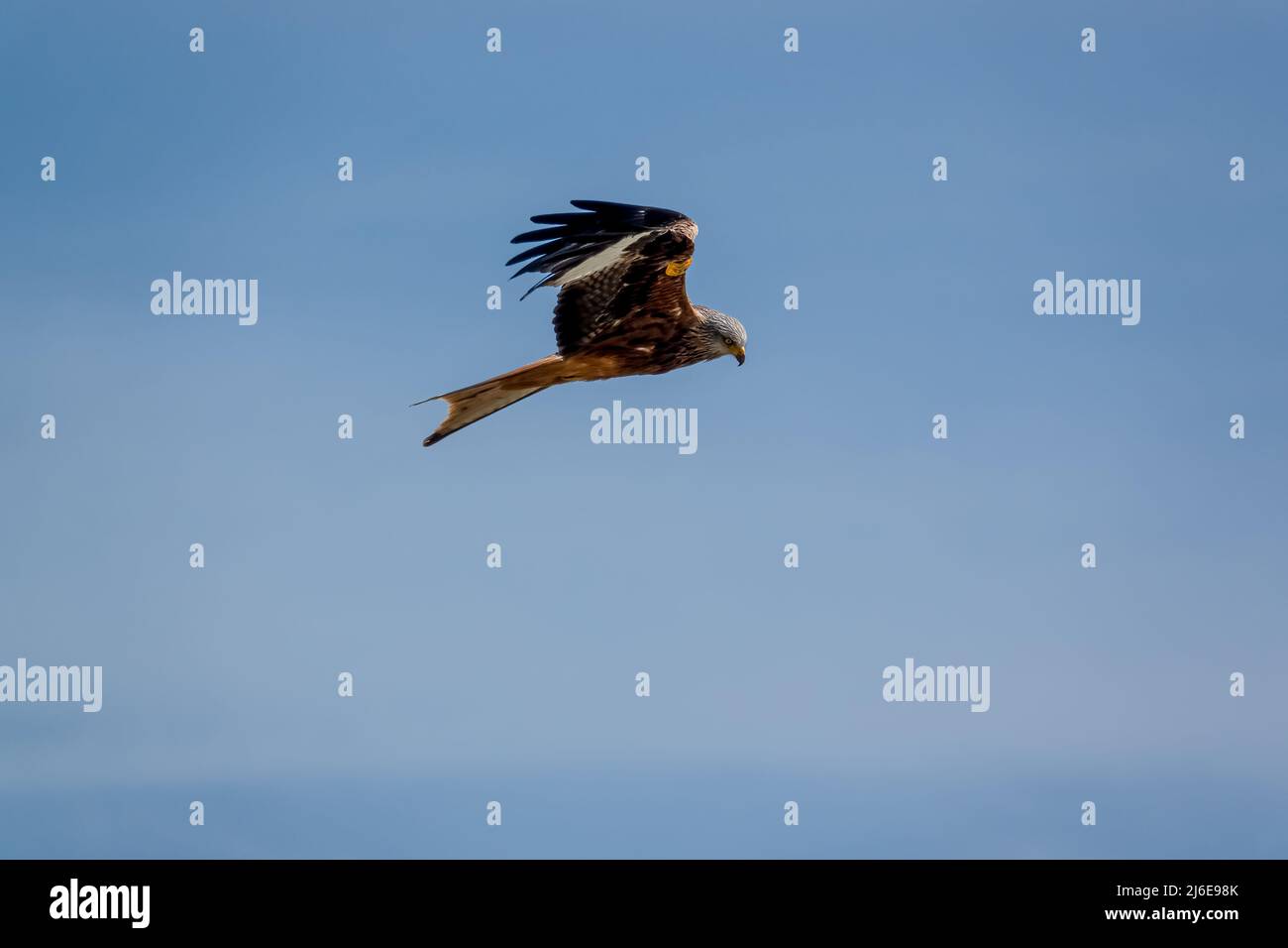 a wild red kite (Milvus milvus) in flight hunting for prey below Stock ...