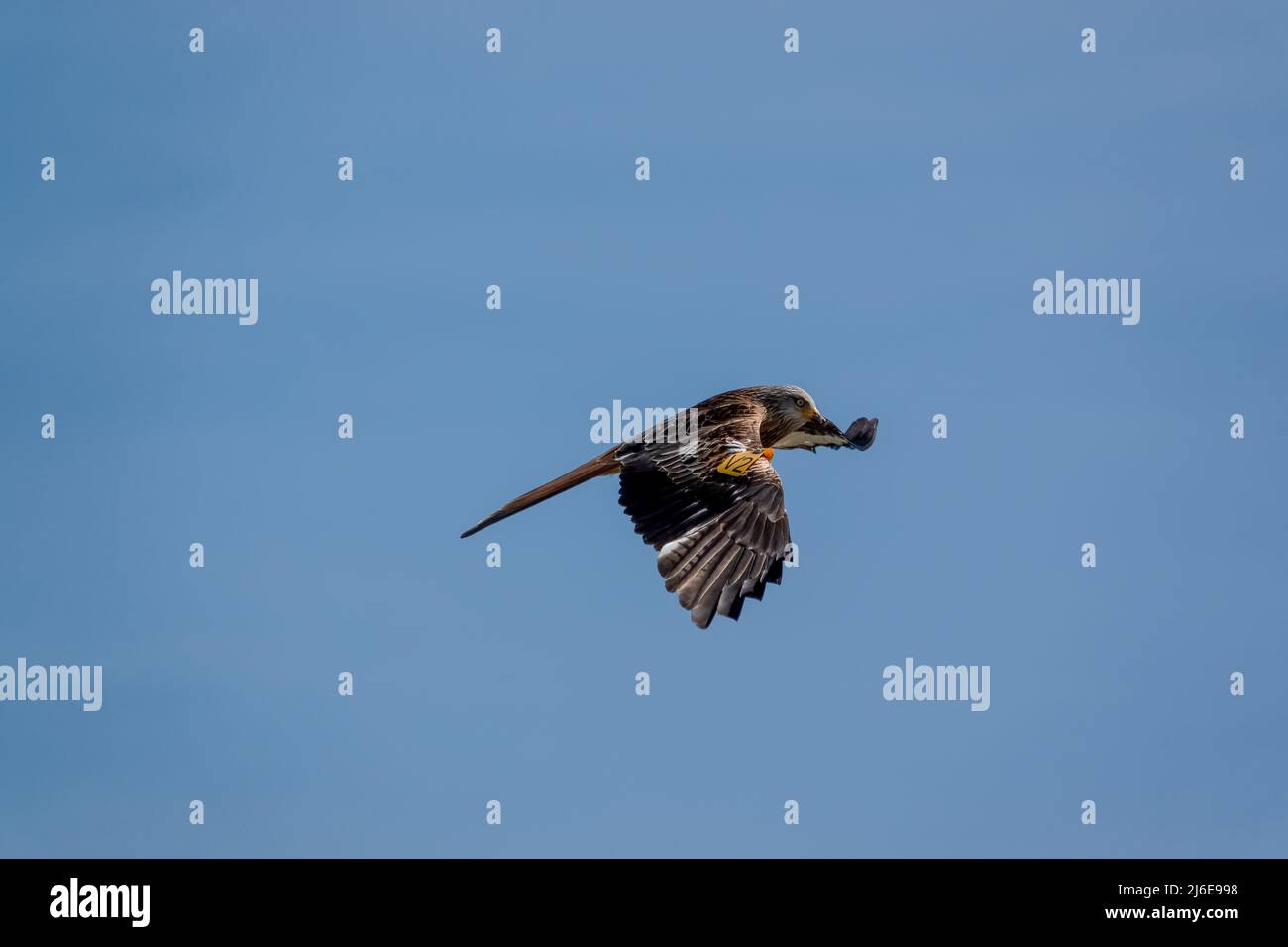 Red kite below hi-res stock photography and images - Alamy