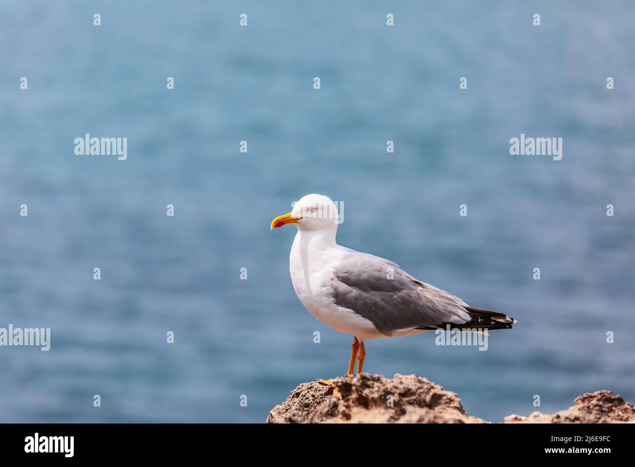 Small silvery sea gull when posing professionally against background of ...
