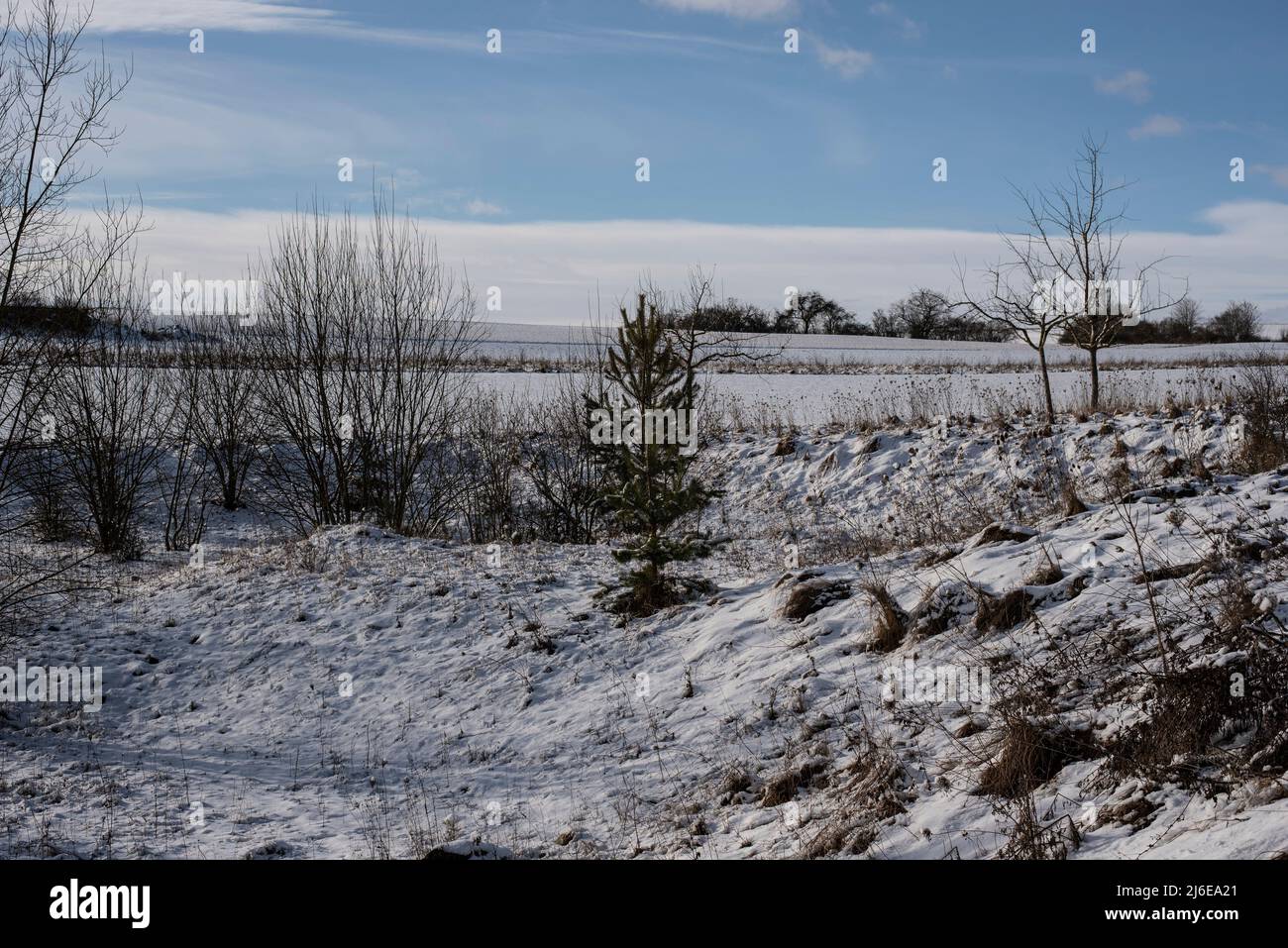 leafless shrubs and deciduous trees and a single small spruce tree in a ...