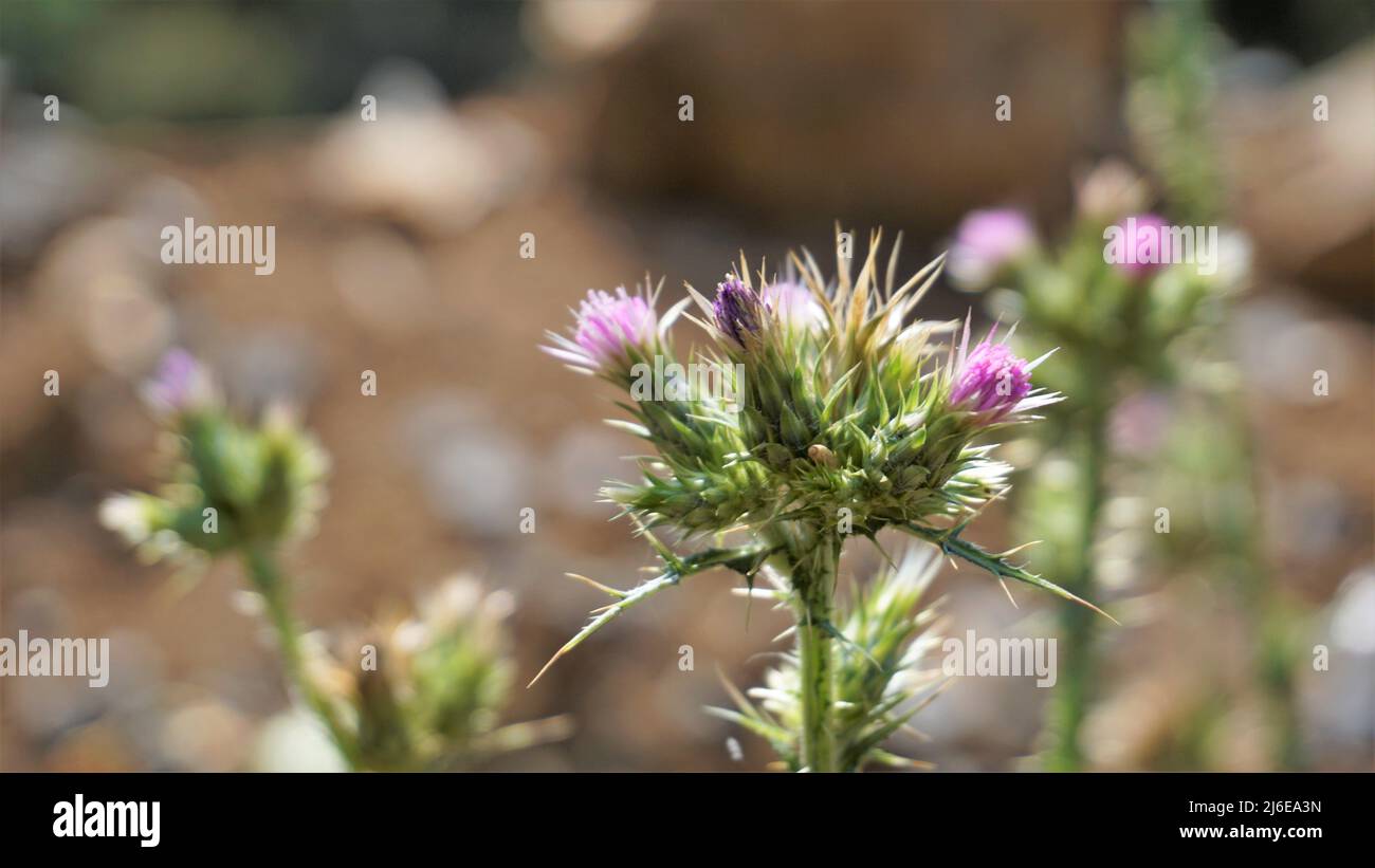 Flowers of Carduus pycnocephalus also known as Italian, plumeless and ...