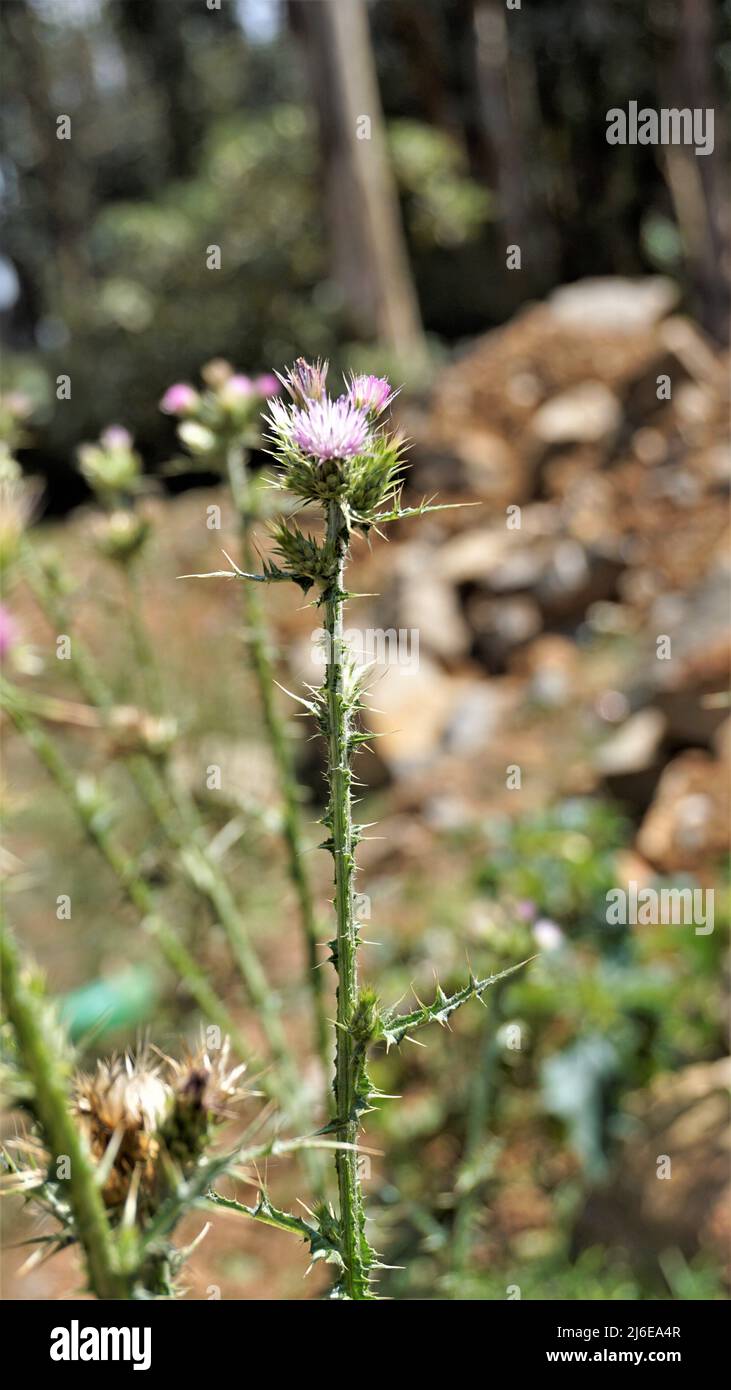 Flowers of Carduus pycnocephalus also known as Italian, plumeless and ...