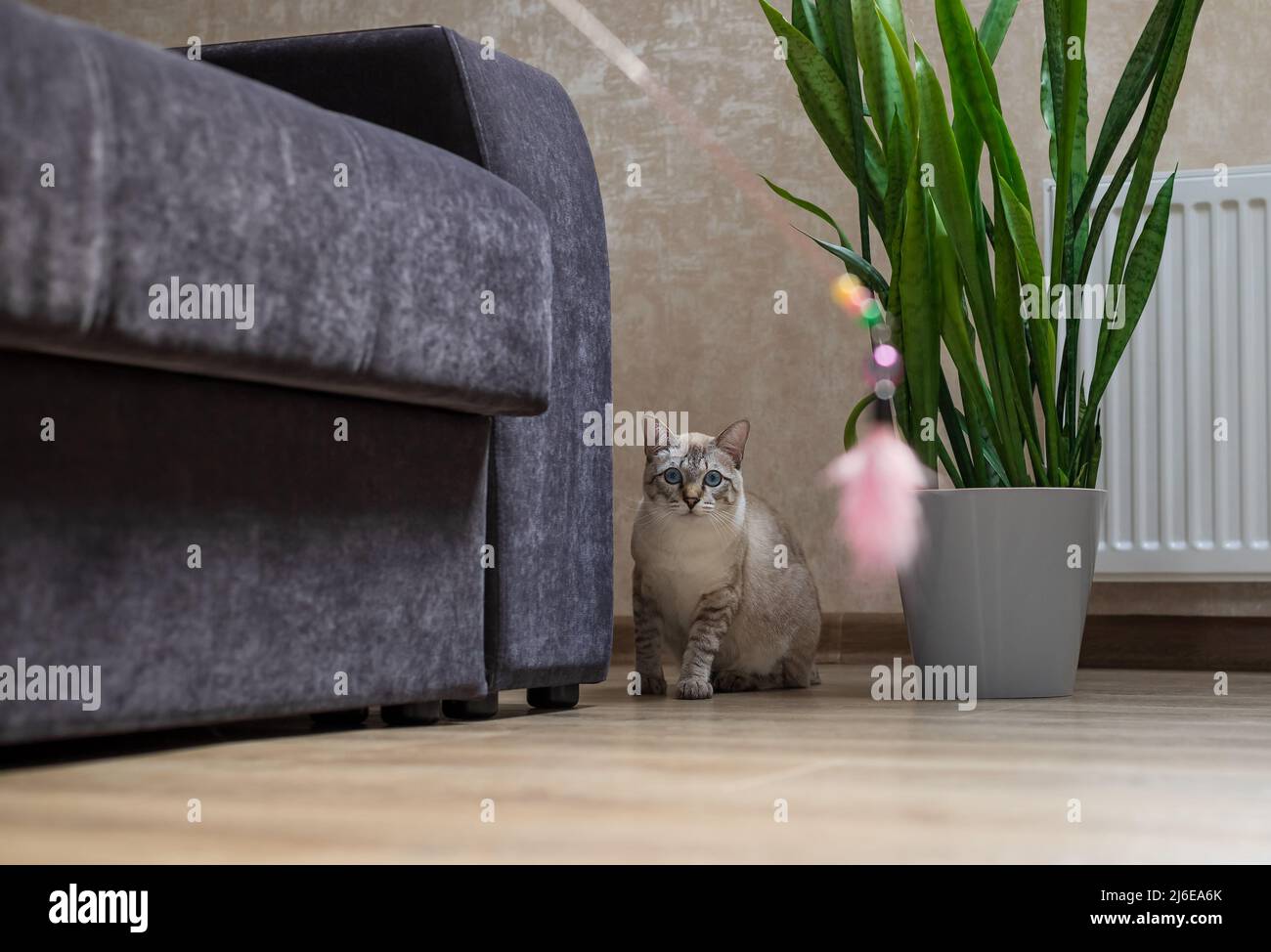 Cat feather hi-res stock photography and images - Alamy