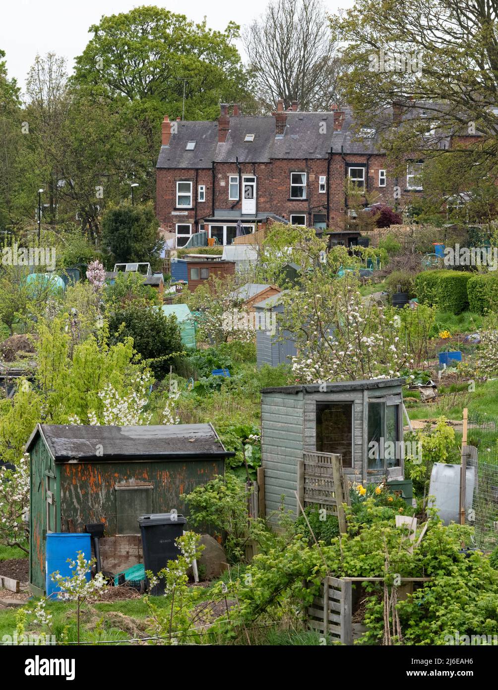 Allotments in UK - Gledhow Valley Allotments with typical terraced ...