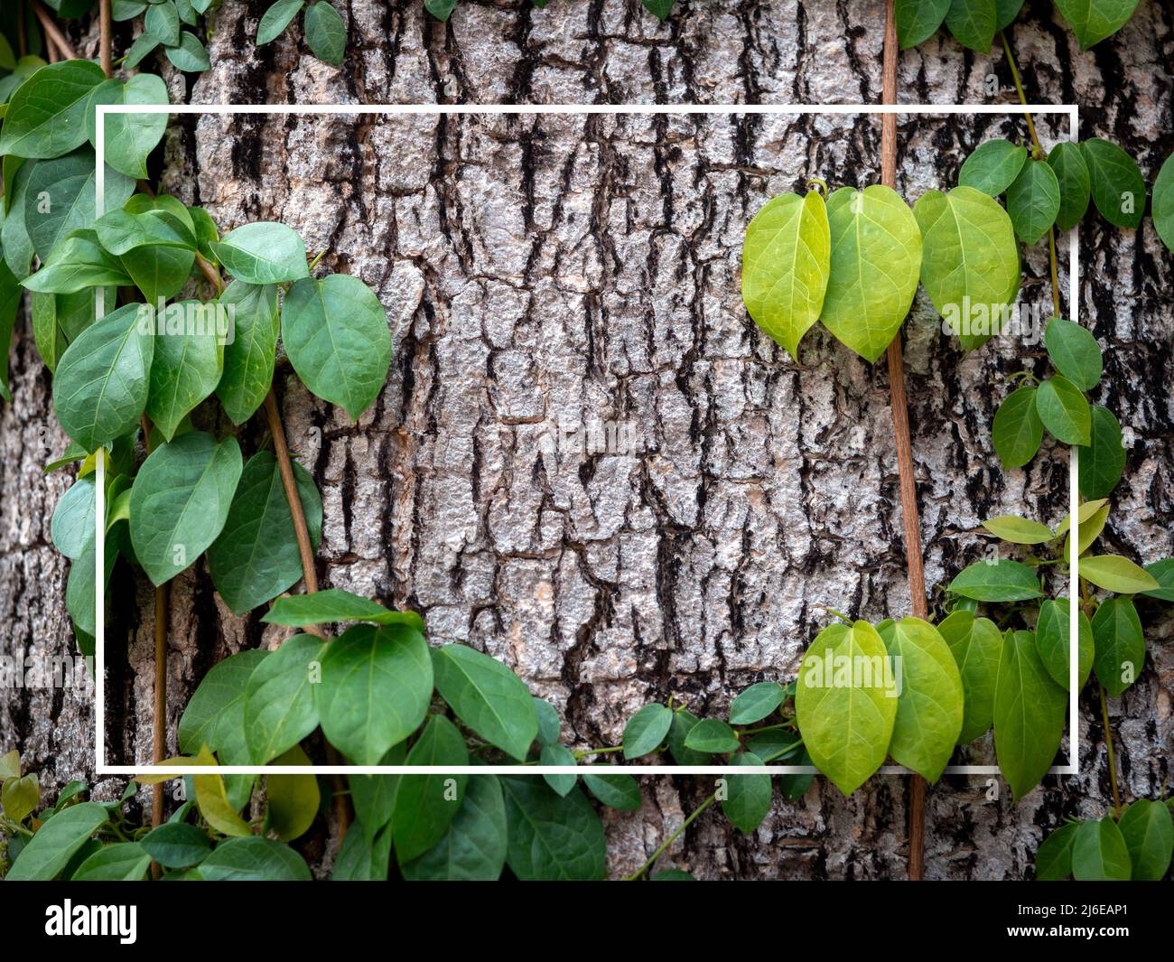 A minimalist white line makes a decorative square border frame on a ...