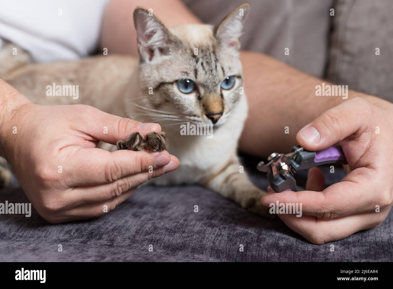 man holding cat paw and trimming claws Stock Photo - Alamy
