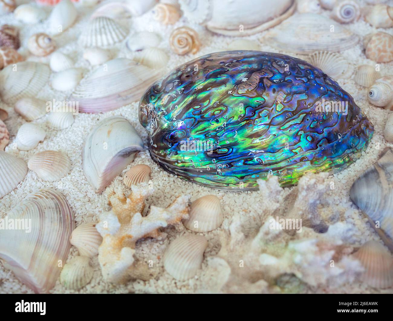 Close-up beautiful natural shape of shiny abalone seashell on various ...