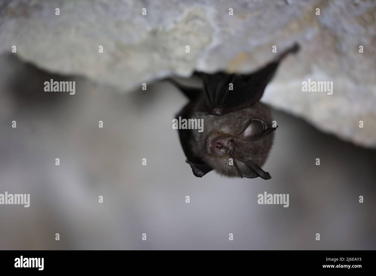 Rhinolophus hi-res stock photography and images - Alamy