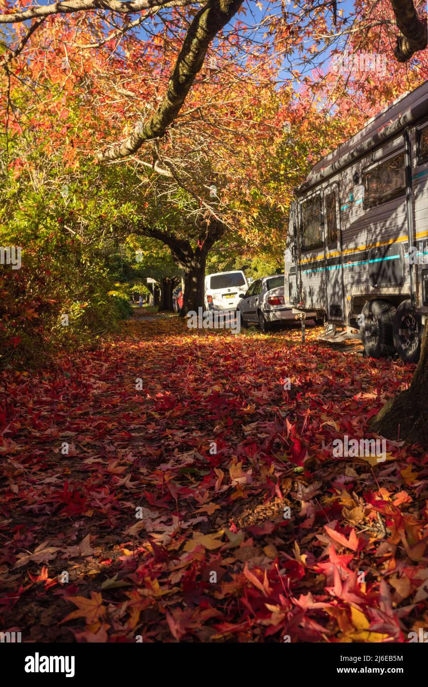 Spectacular water droplets on flowers and leaves Stock Photo - Alamy