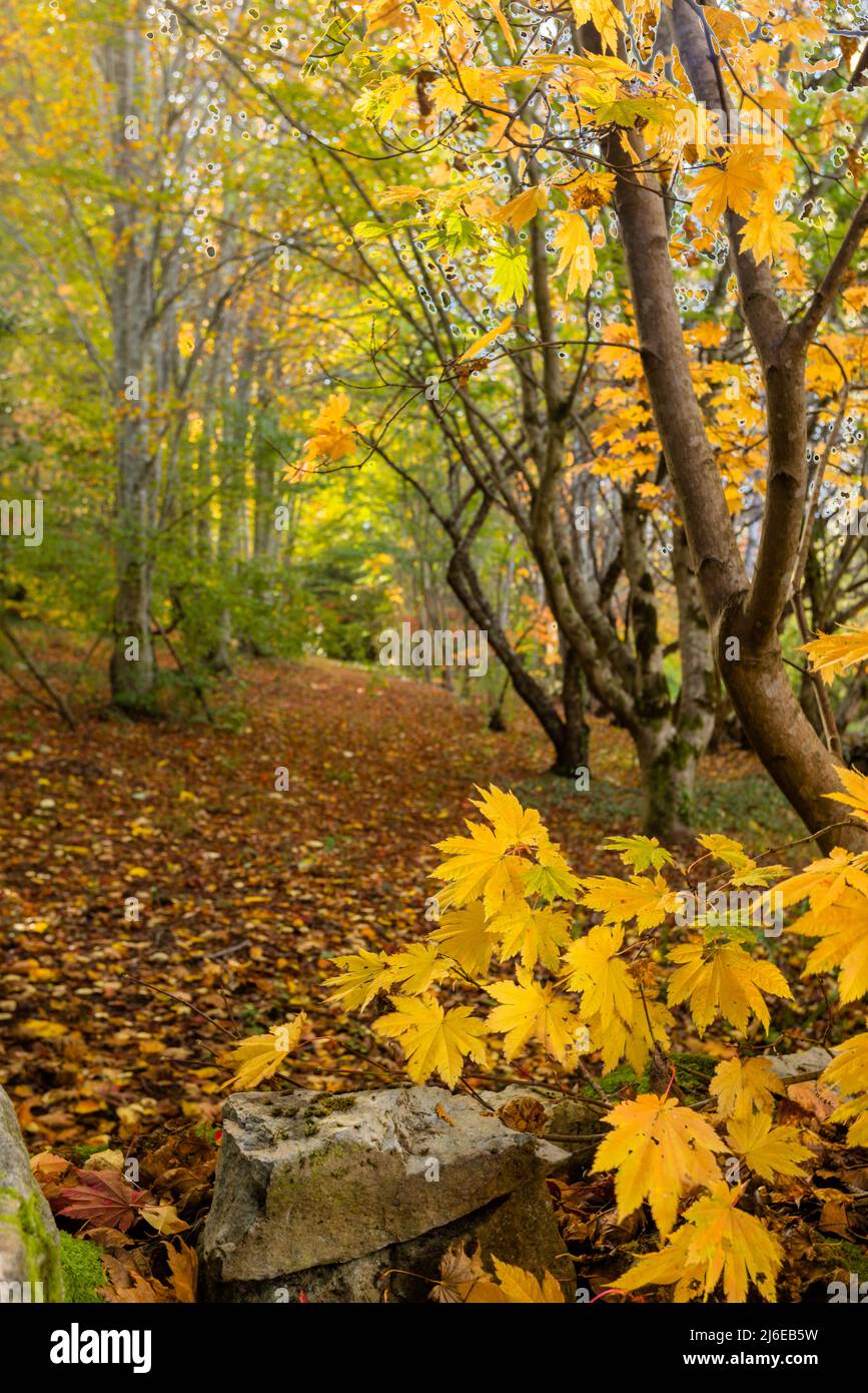 Best autumn photograph hi-res stock photography and images - Alamy