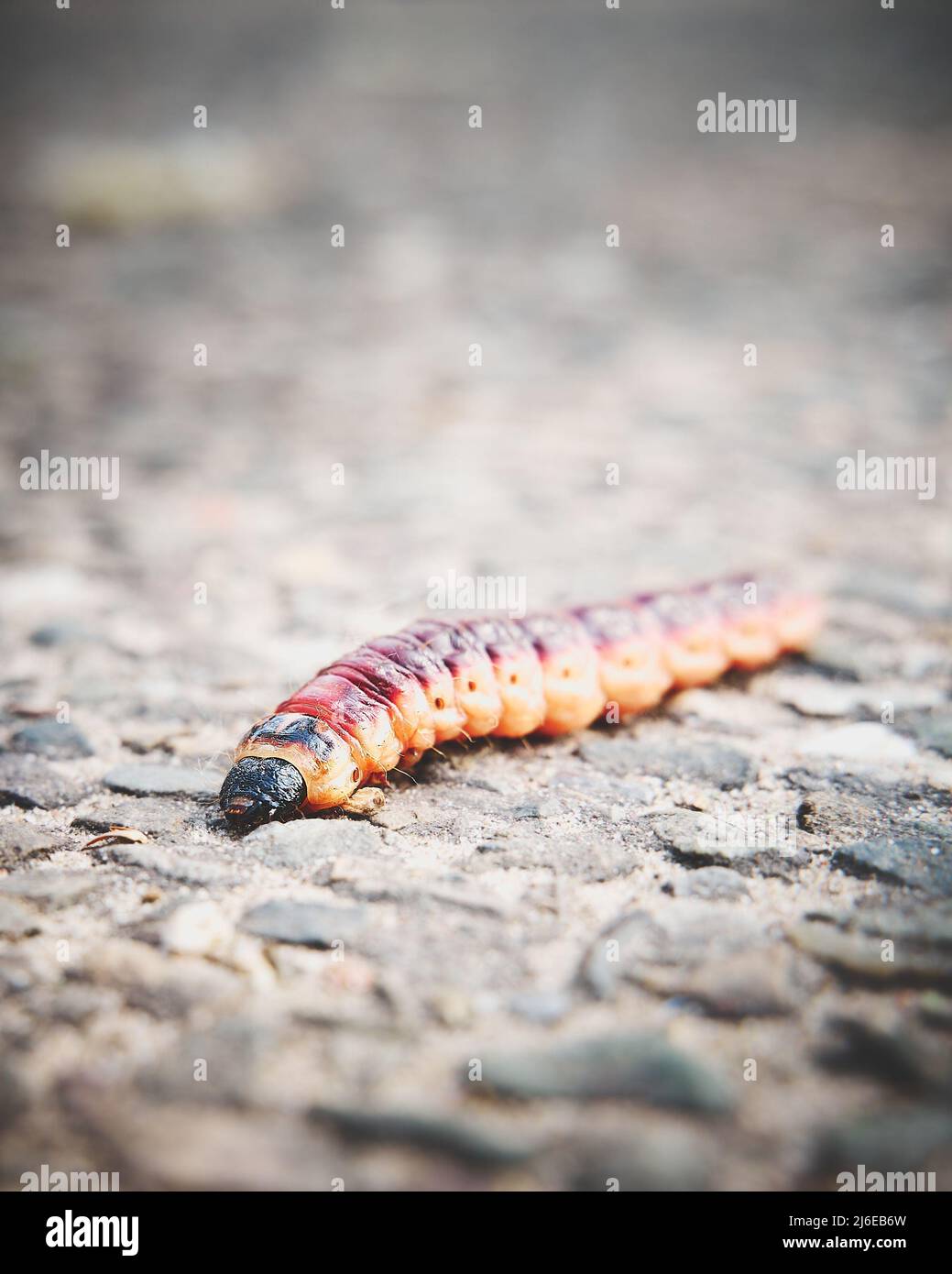 A caterpillar finds its way. High quality photo Stock Photo - Alamy