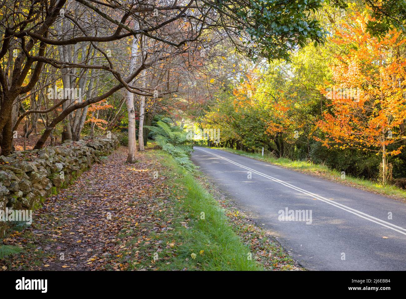 Spectacular water droplets on flowers and leaves Stock Photo - Alamy