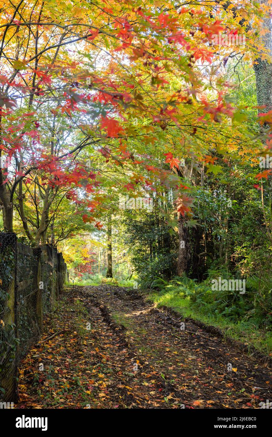 Spectacular water droplets on flowers and leaves Stock Photo - Alamy