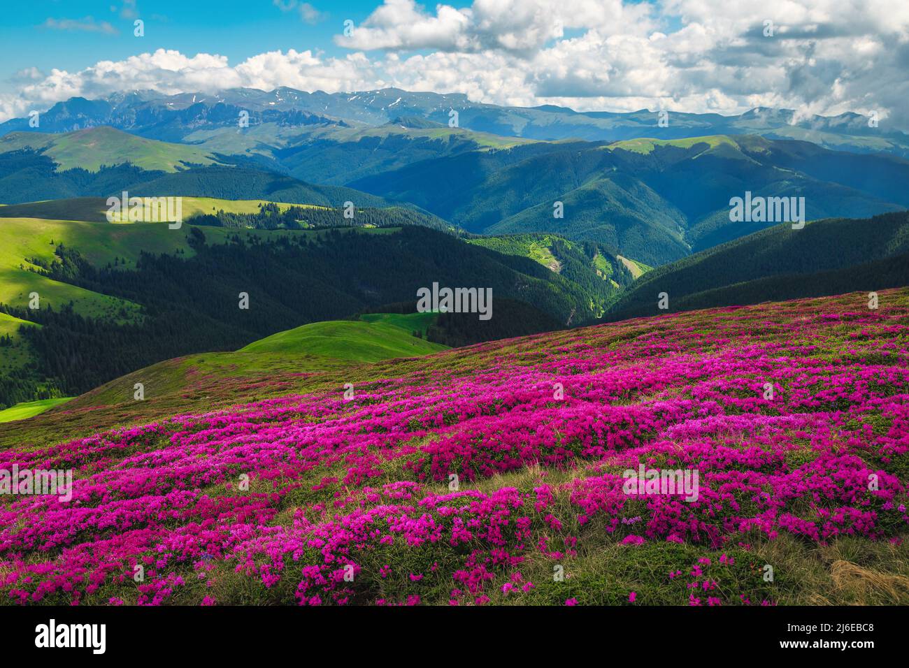 Leaota hi-res stock photography and images - Alamy
