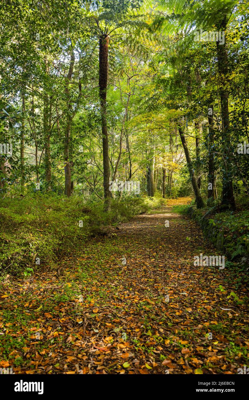 Spectacular water droplets on flowers and leaves Stock Photo - Alamy