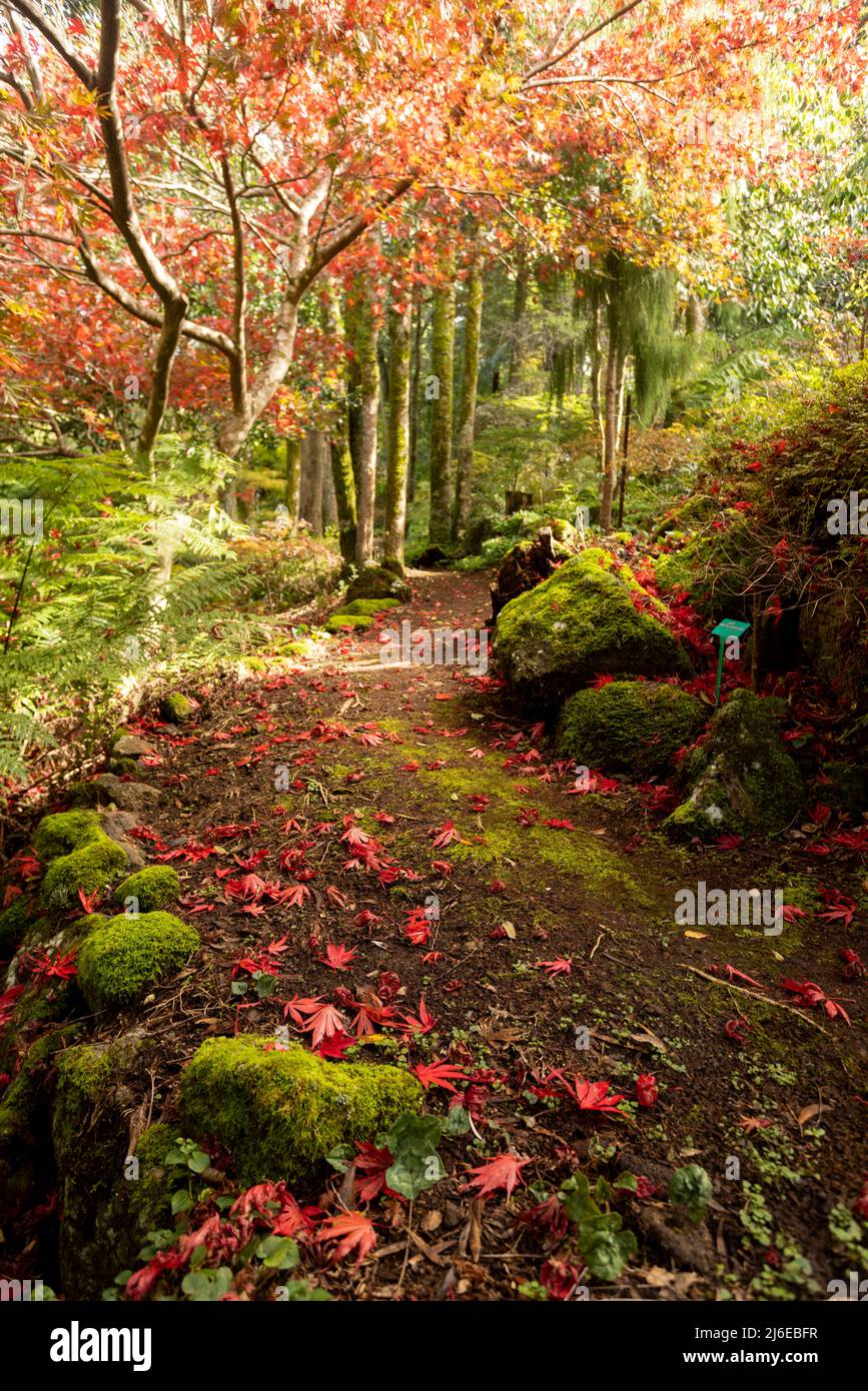 Spectacular water droplets on flowers and leaves Stock Photo - Alamy