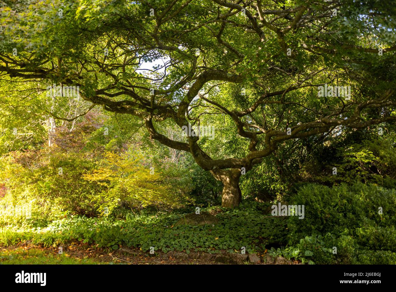 Spectacular water droplets on flowers and leaves Stock Photo - Alamy