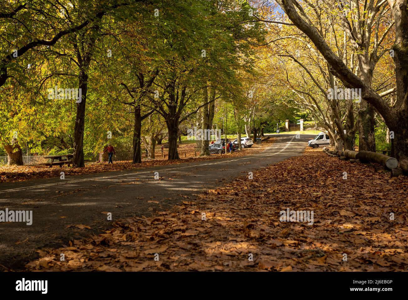 Spectacular water droplets on flowers and leaves Stock Photo - Alamy