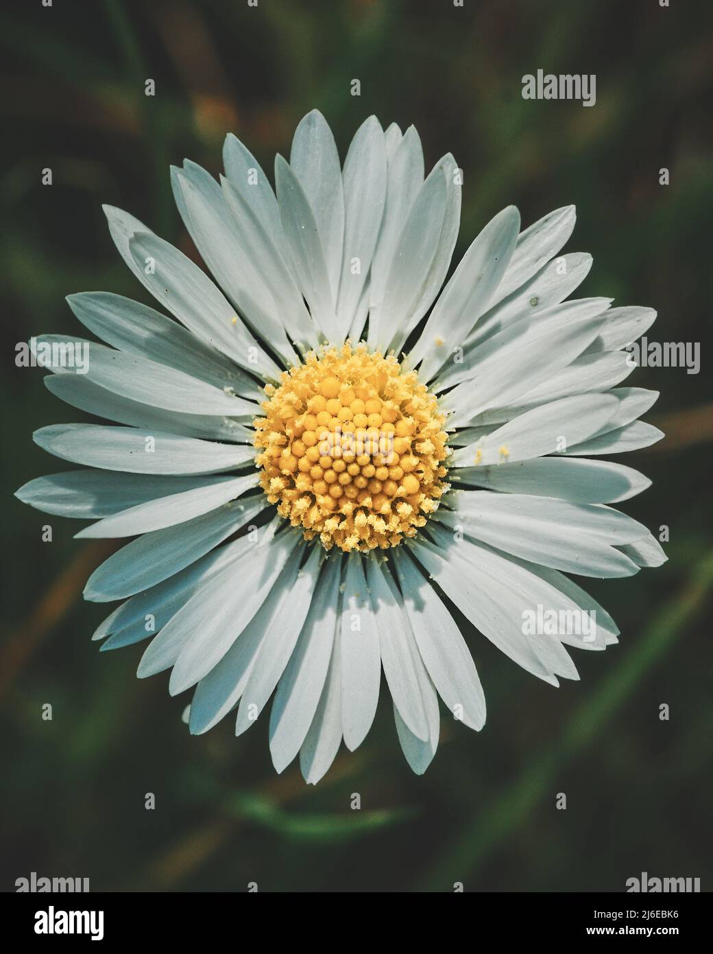 Daisy Flowers in a Sunny Day. High quality photo Stock Photo - Alamy