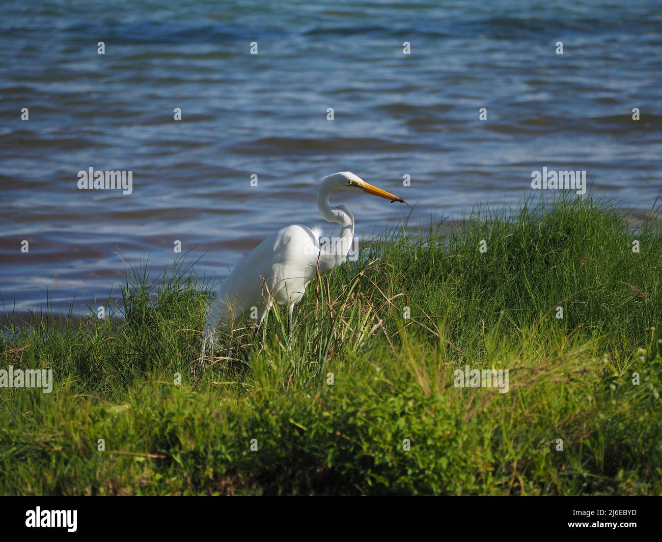 Lizard in beak hi-res stock photography and images - Alamy