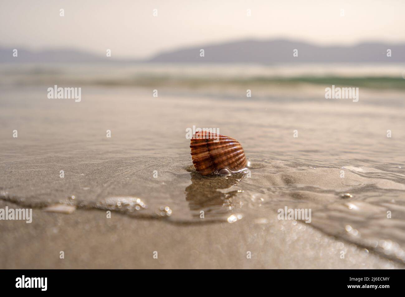 Green leaf on the stone on a beach sand. High quality photo Stock Photo ...