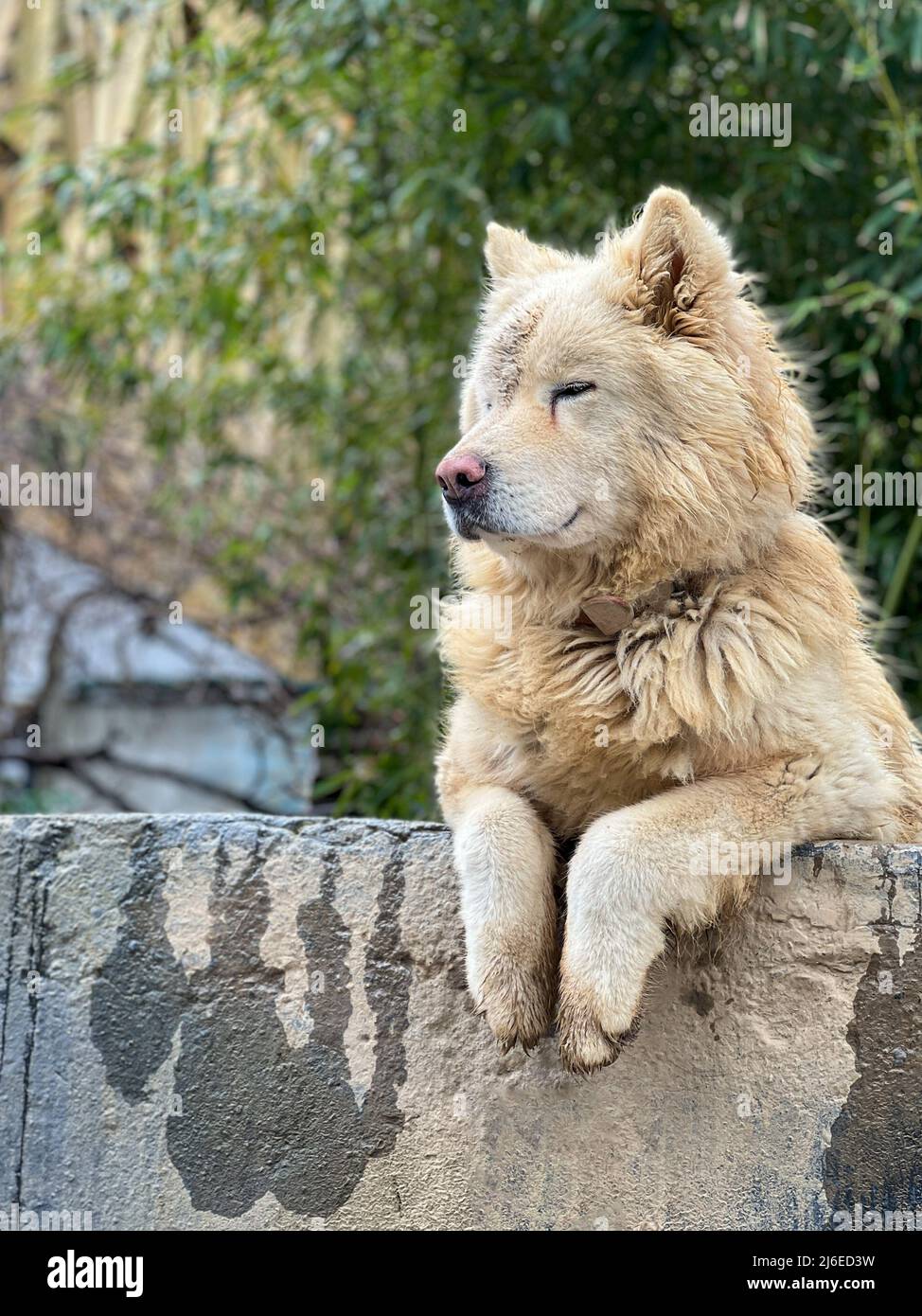 Akita Chow Husky Mix