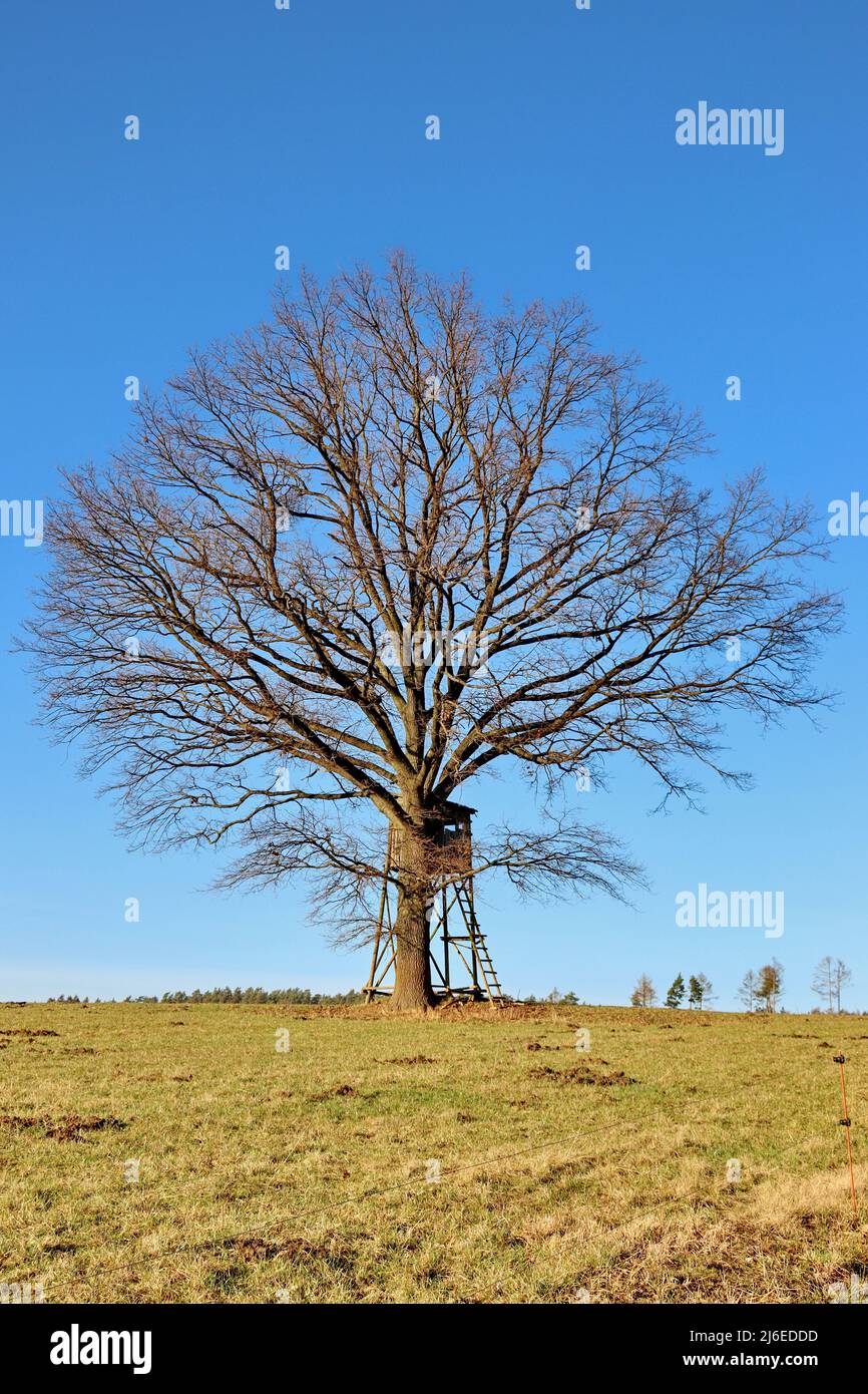An abandoned tree stands in the middle of a meadow in the sunshine ...