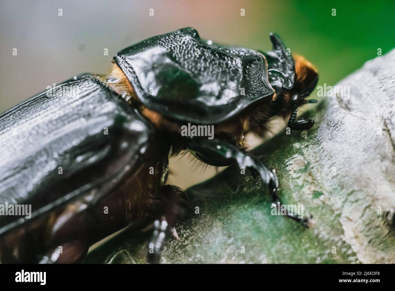 Southeast asia beetle hi-res stock photography and images - Alamy