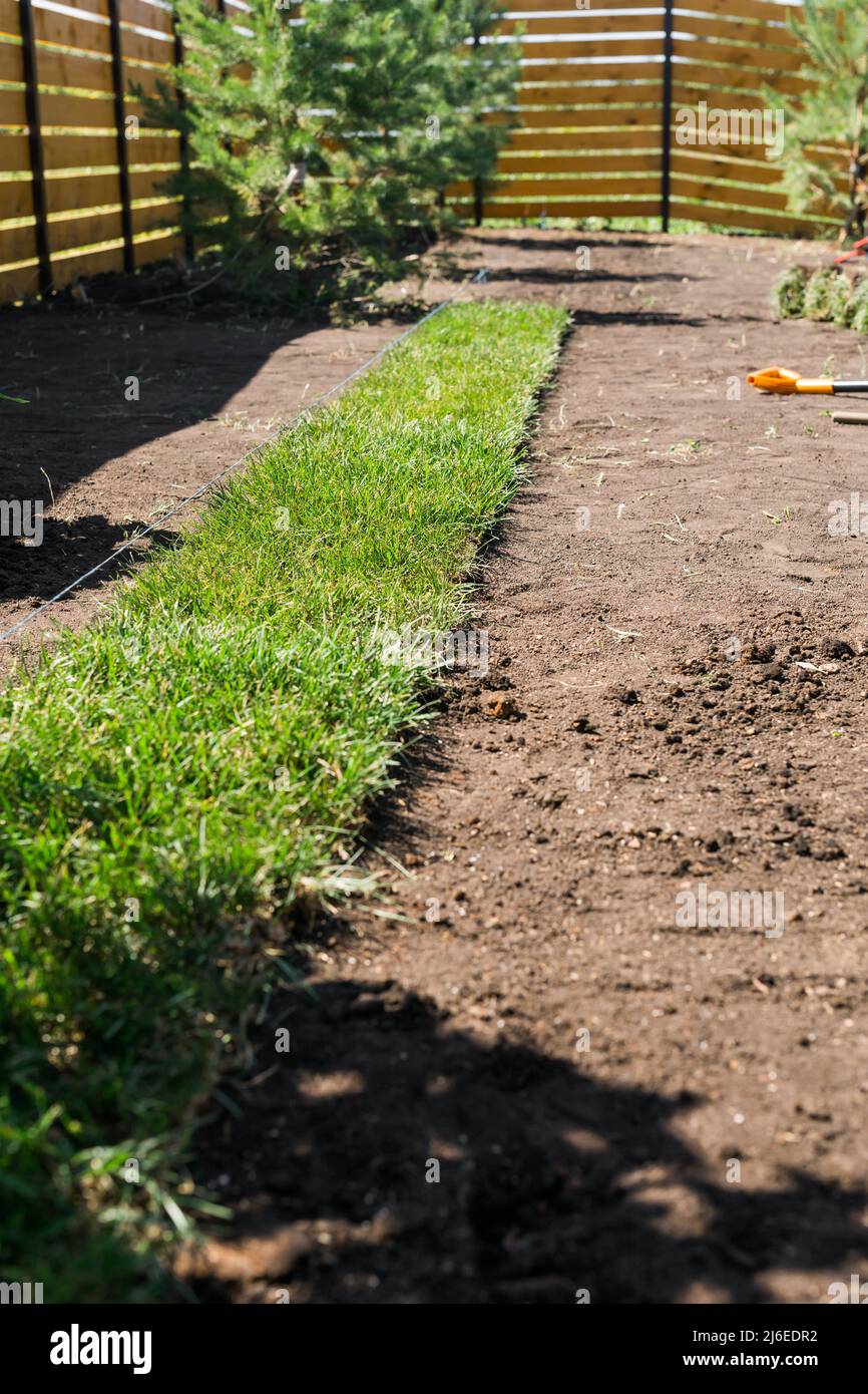 Installing new grass turfs from a roll - Garden building theme Stock ...
