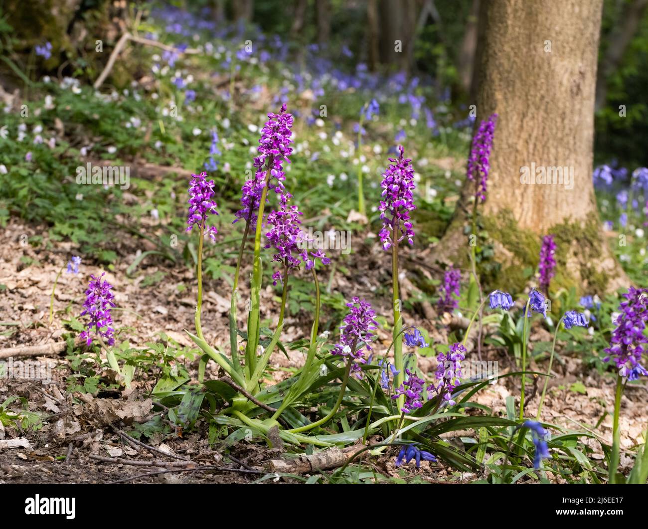 A Group of Early Purple Orchids (Orchis mascula) in a Woodland in Kent ...